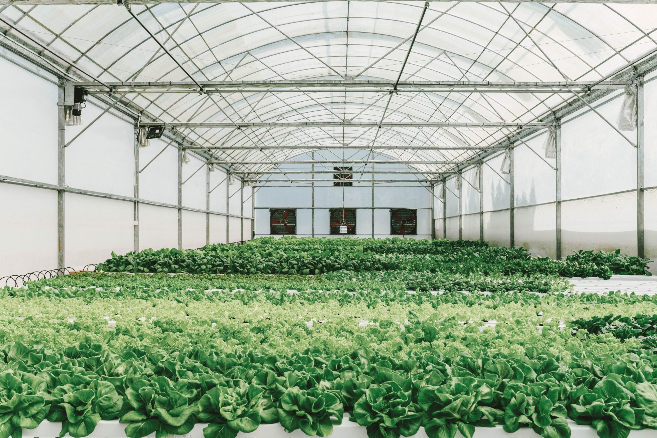 Hydroponic Farming | Smart Agriculture | LKE Group