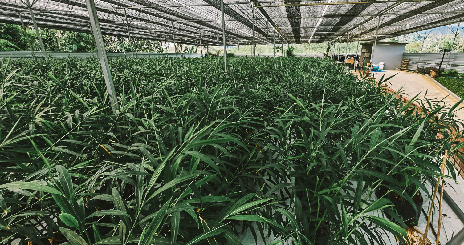Bio Ginger Farming | Hydroponic Agriculture | Agriculture in Malaysia ...