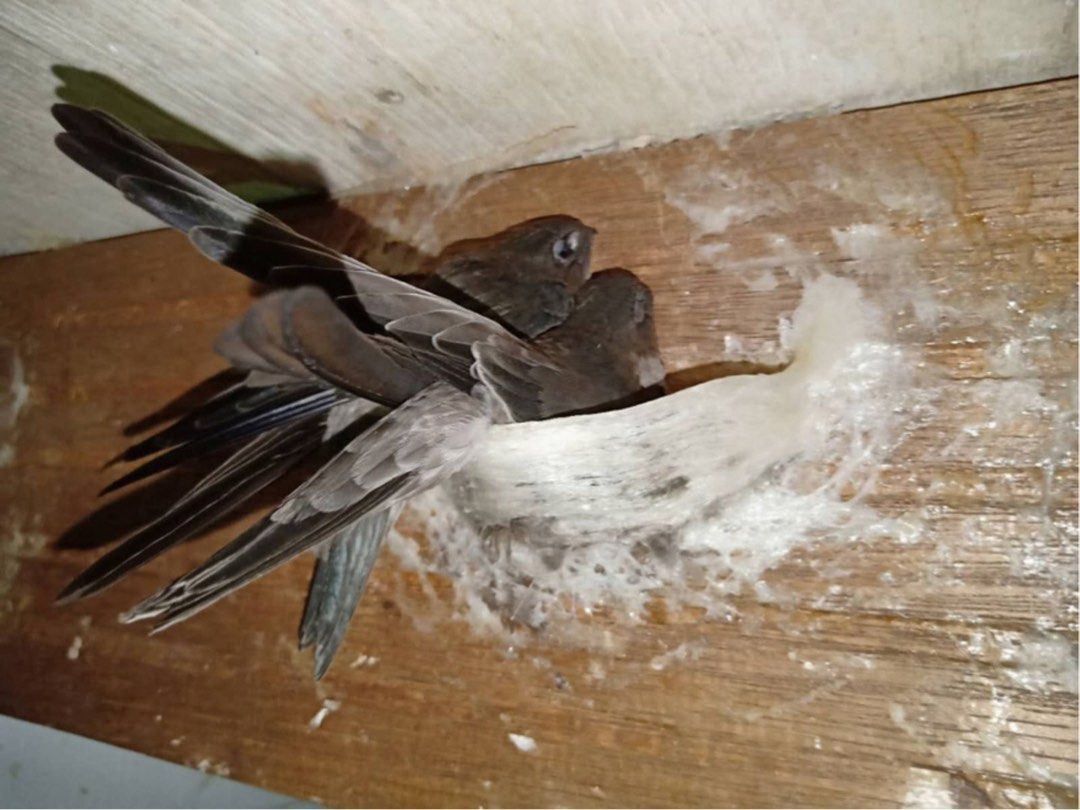 Swiftlet Farming | Sustainable Bird Nest Practices | LKE Group