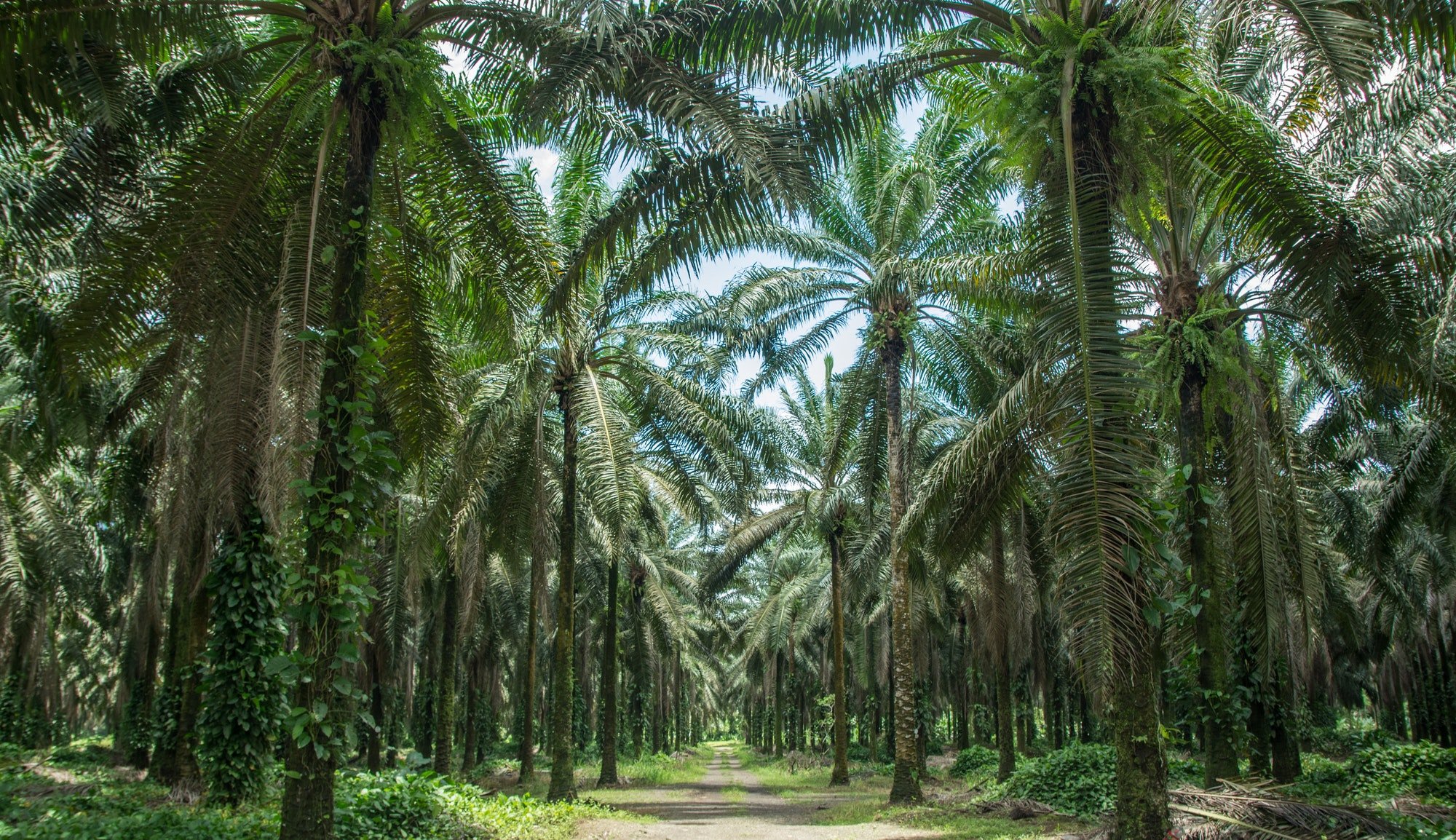 Sustainable Palm Oil Plantation | Agriculture in Malaysia | oilpalm ...